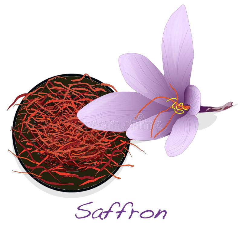 Saffron Flower Set. Vector. Stock Vector - Illustration of exotic ...