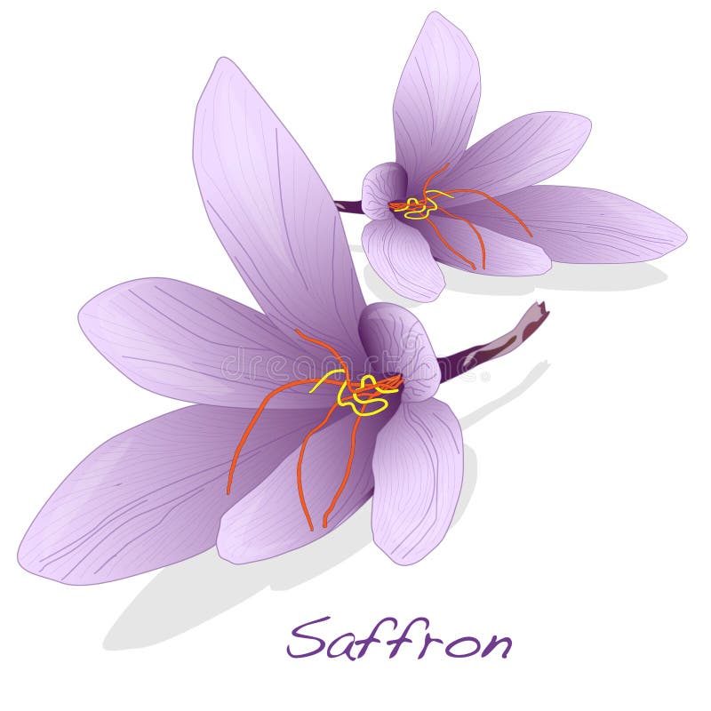 Safran Flower Stock Illustrations – 162 Safran Flower Stock ...