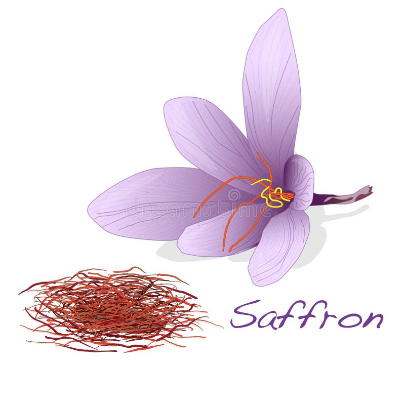 Saffron Flower Set. Vector. Stock Vector - Illustration of exotic ...