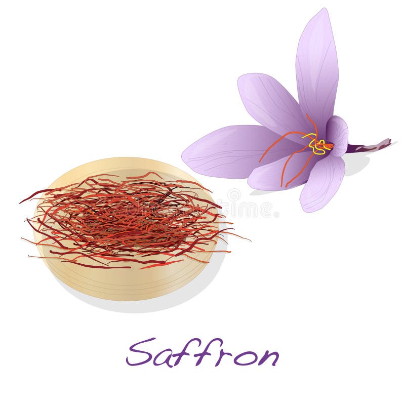 Saffron Flower Set. Vector. Stock Vector - Illustration of exotic ...