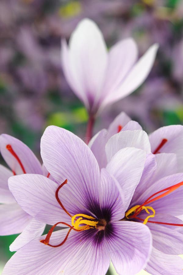Saffron flowers stock image. Image of ingredient, dried - 34774935