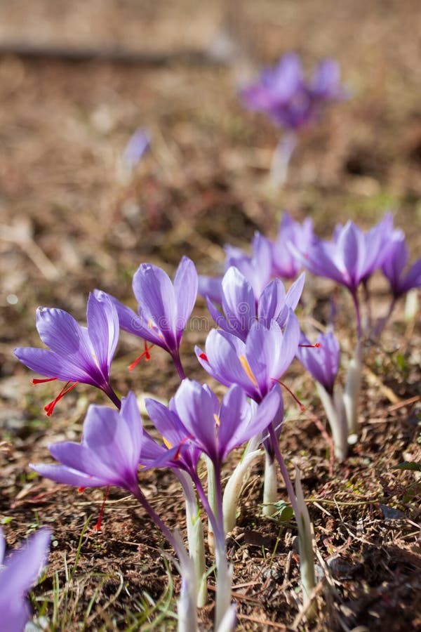 Saffron flowers stock photo. Image of flower, nature - 89986860
