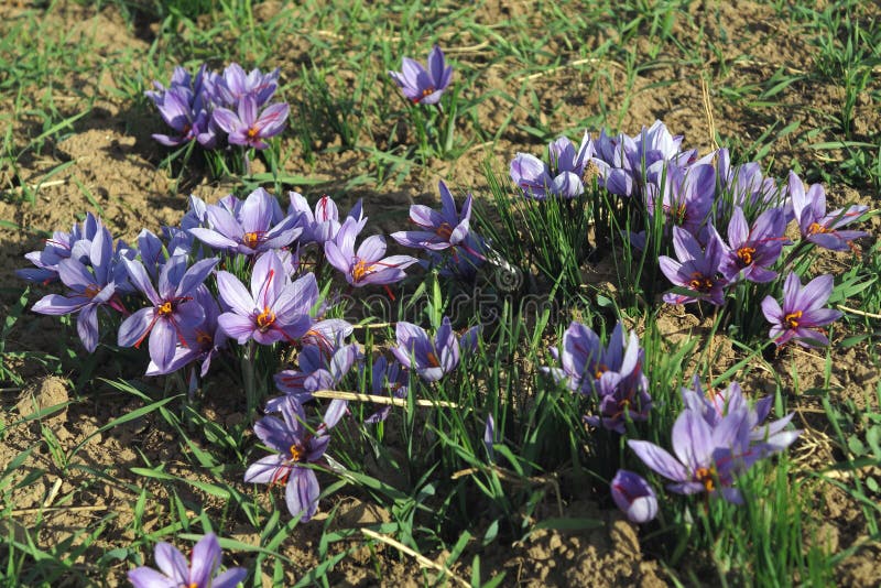 Saffron Flowers in Field stock image. Image of glare - 294772703