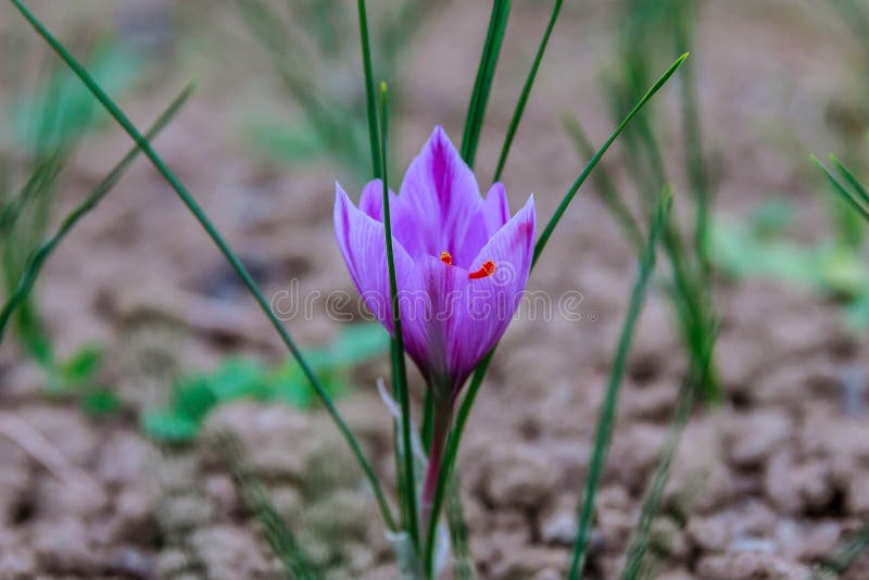 Saffron Flowers on a Saffron Field during Flowering Stock Photo - Image ...