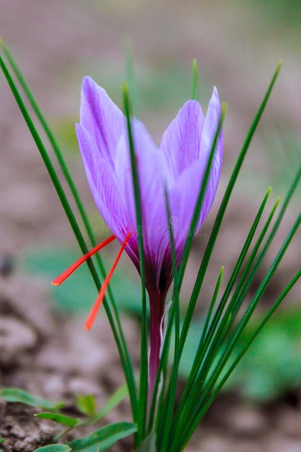 Saffron Flowers on a Saffron Field during Flowering Stock Image - Image ...