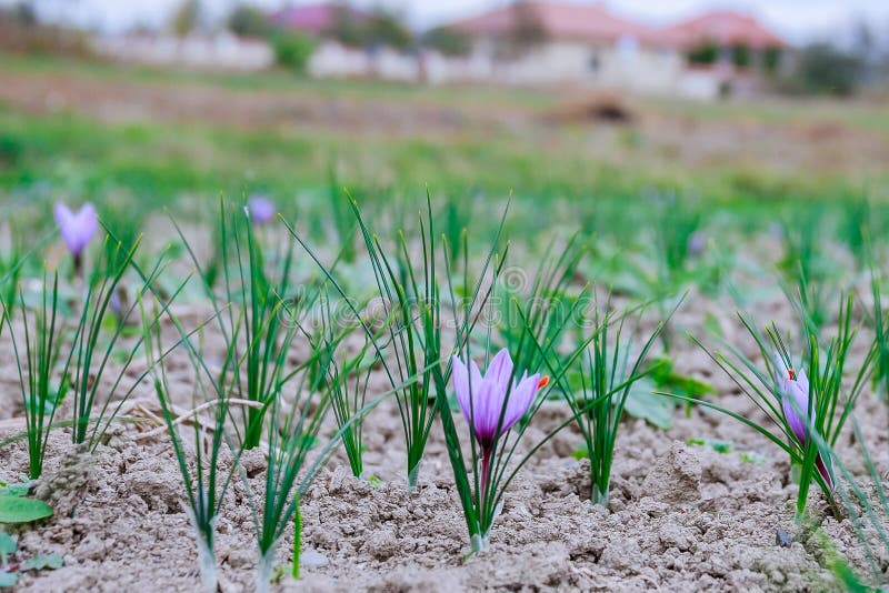 Saffron Flowers on a Saffron Field during Flowering Stock Photo - Image ...