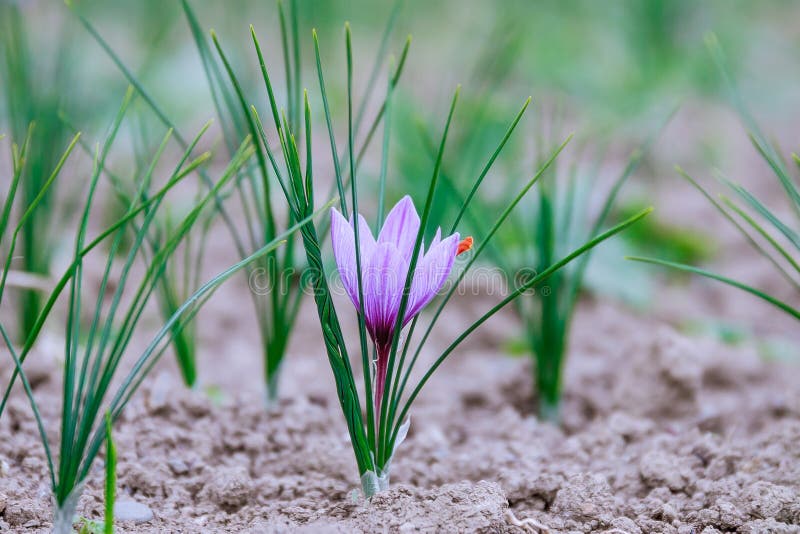 Saffron Flowers on a Saffron Field during Flowering Stock Image - Image ...