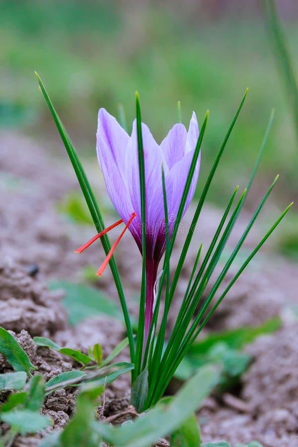 Saffron Flowers on a Saffron Field during Flowering Stock Photo - Image ...