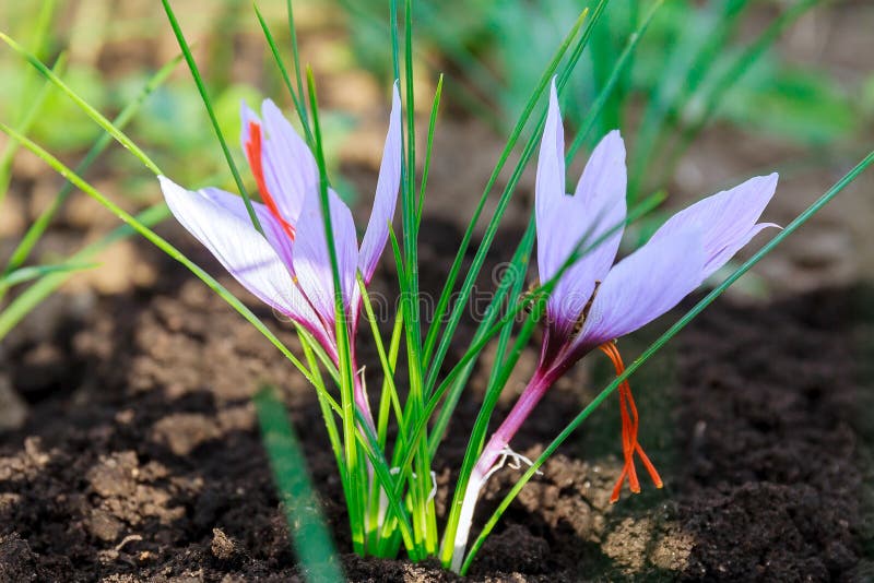Saffron Flowers on a Saffron Field during Flowering Stock Photo - Image ...