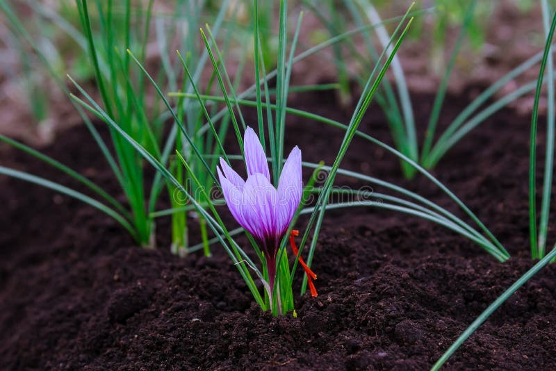 Saffron Flowers on a Saffron Field during Flowering Stock Image - Image ...