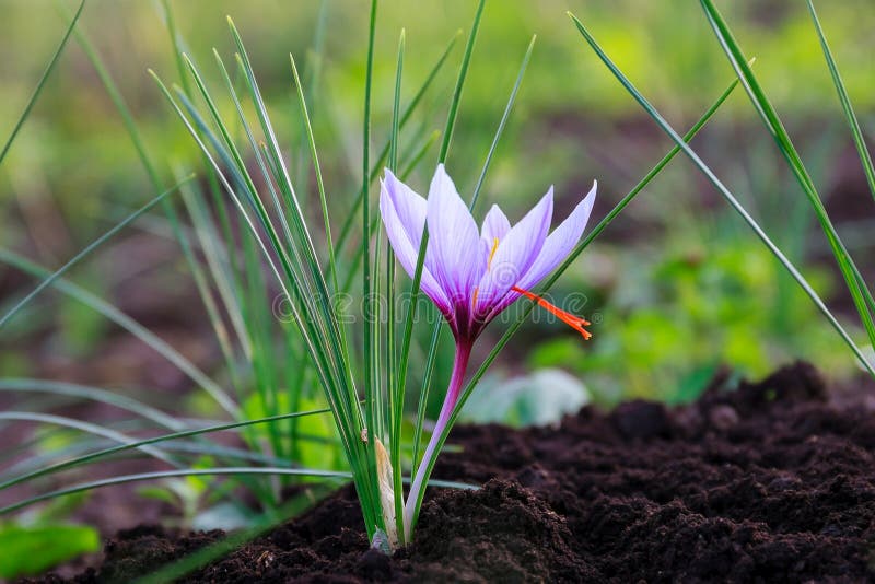Saffron Flowers on a Saffron Field during Flowering Stock Photo - Image ...