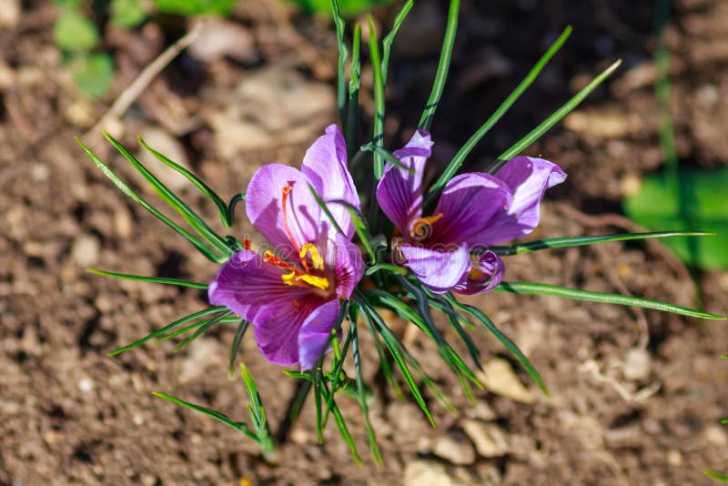 Saffron Flowers in the Field. Stock Image - Image of freshness, fresh ...