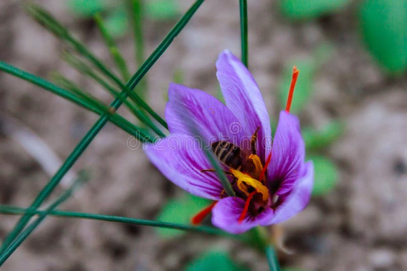 Saffron Flowers on a Saffron Field during Flowering Stock Image - Image ...
