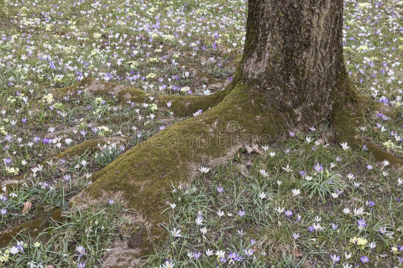Saffron Flowers in the Grass Around Tree Roots Stock Image - Image of ...