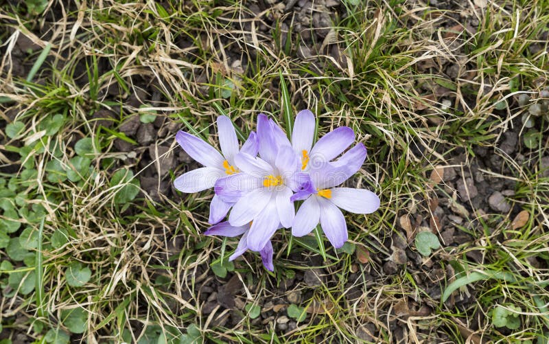 Spring Has Arrived English Country Garden Flowers Stock Image - Image ...
