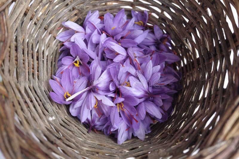 Saffron flowers stock photo. Image of petal, nature - 102291596
