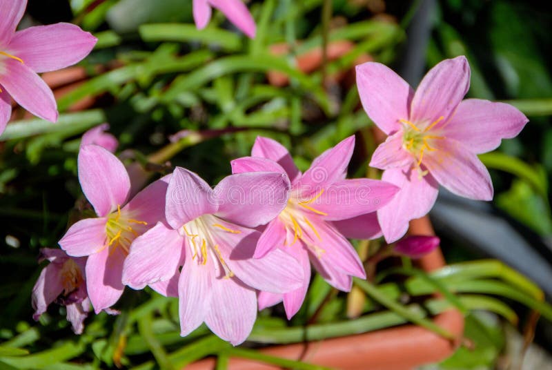 Saffron flowers stock photo. Image of aromatic, flavor - 95410972
