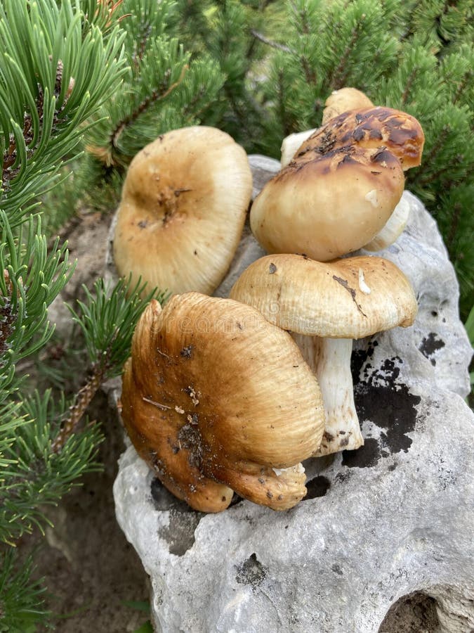 Saffron Milk Cap (Lactarius Deliciosus) Mushroom. Stock Image - Image ...
