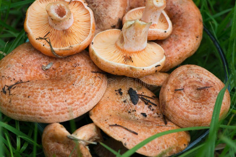 Saffron Milk Cap Lactarius Deliciosus Orange Mushr Stock Image - Image ...