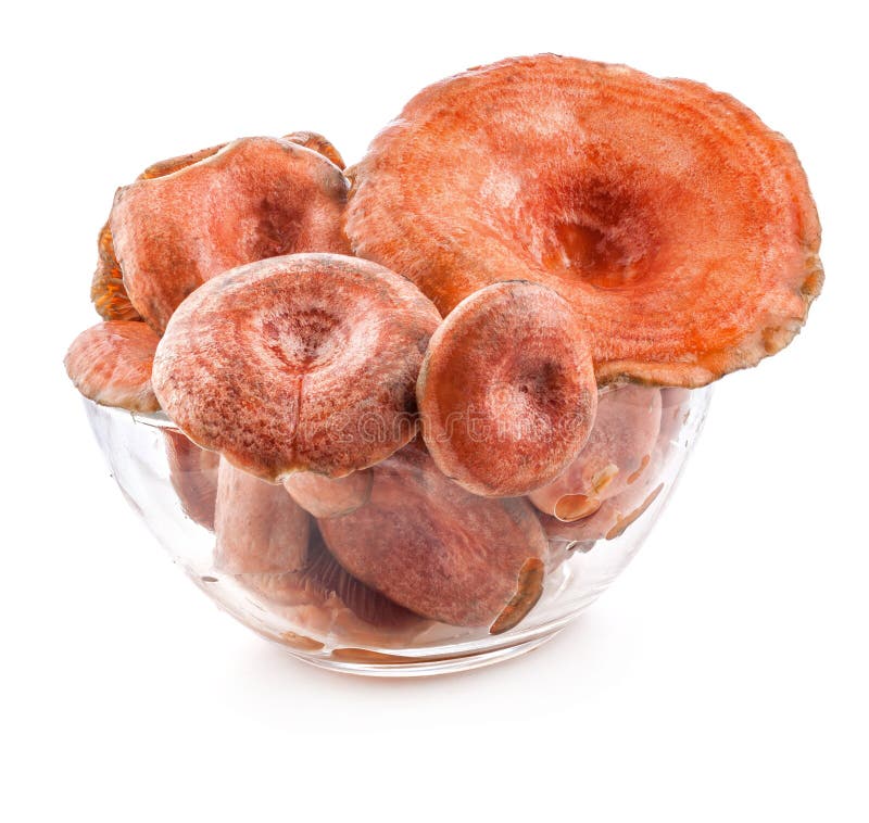 Lactarius stock image. Image of mycelium, kicking, beard - 3373617