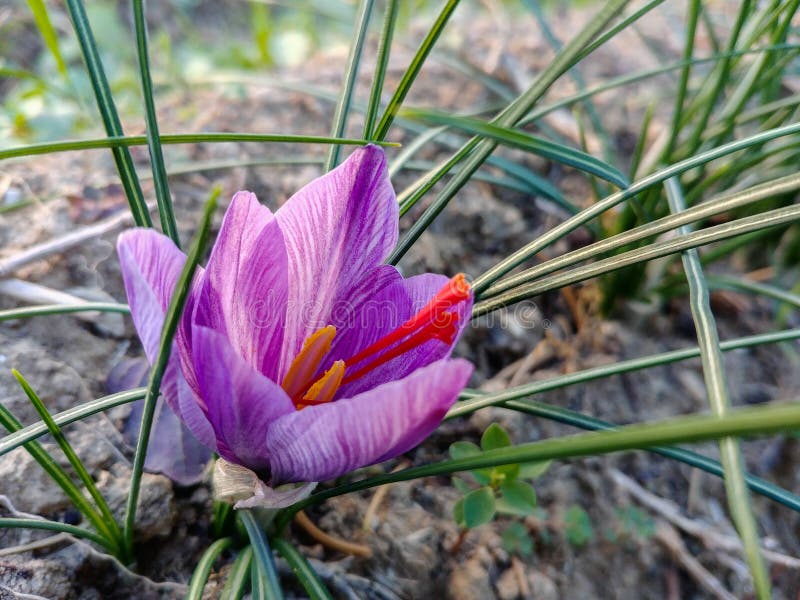 Saffron Plants with Flowers, Crocus Sativus Stock Photo - Image of ...