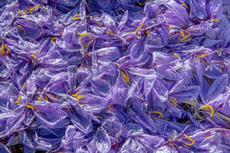 Saffron Flower or Rose after Collection Stock Image - Image of contrast ...