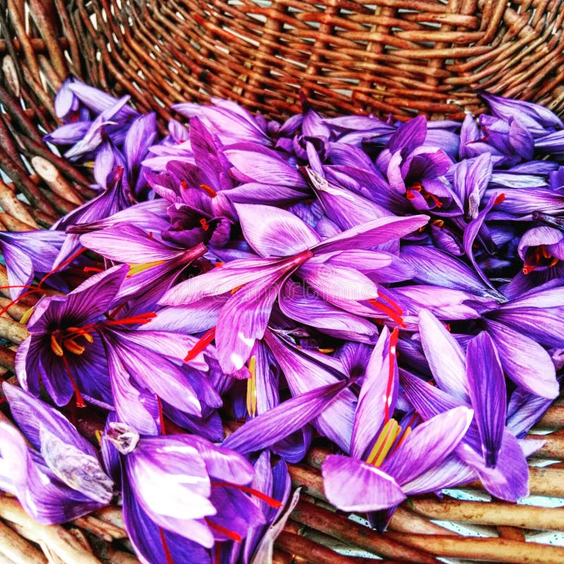 Saffron stock image. Image of saffron, color, picking - 153922693