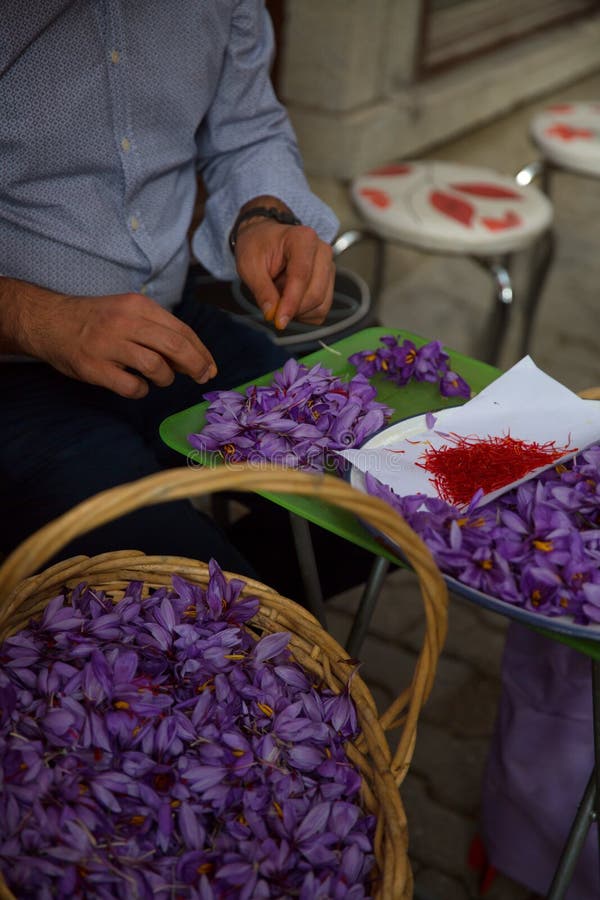 Saffron in Safranbolu stock image. Image of flower, hands - 135016733