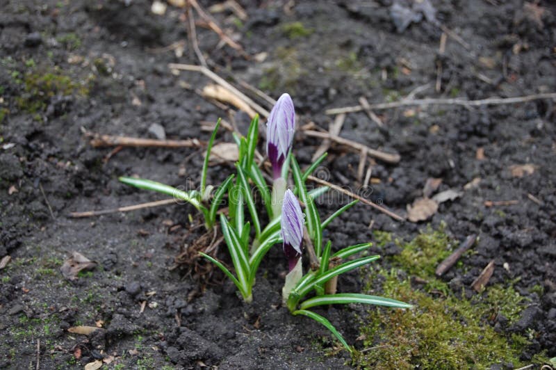 Saffron Seed Grows from the Ground in Spring Stock Image - Image of ...