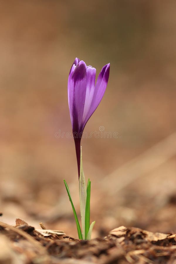 Saffron, Isolated Spring Flower in the Ground Stock Photo - Image of ...
