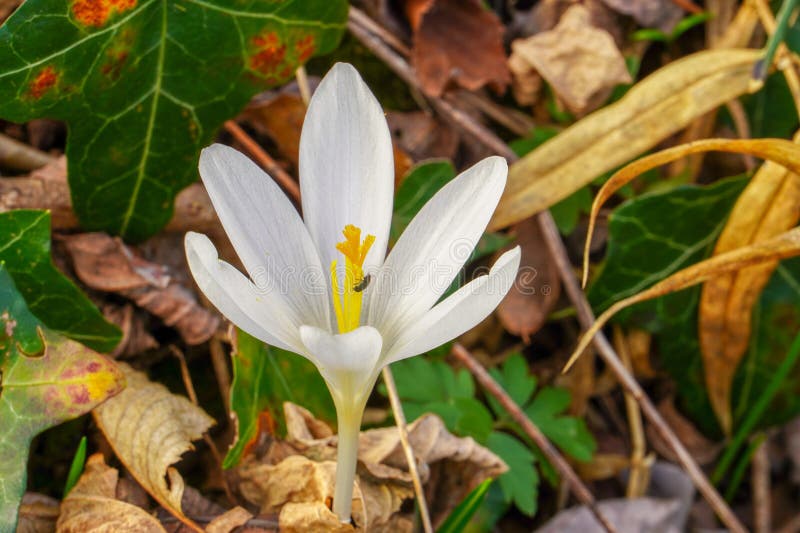 Saffron White Flowers in the Forest. Saffron Spring Blooming Stock ...