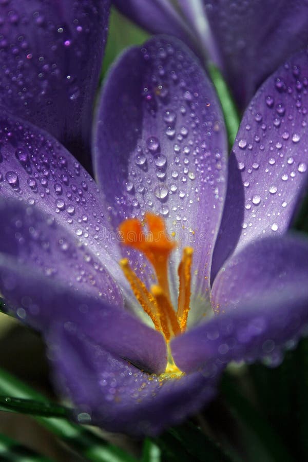 Crocus image stock. Image of fermer, objets, amour, beauté - 10451973