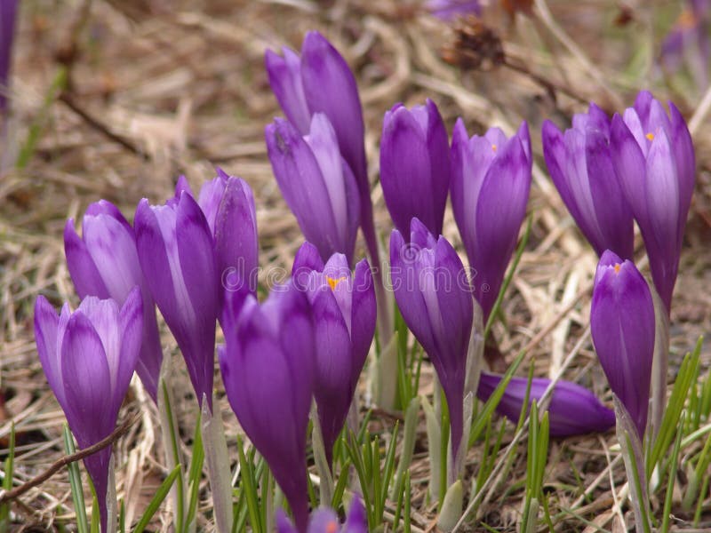 Safran photo stock. Image du bien, flore, zone, venez, safran - 115996