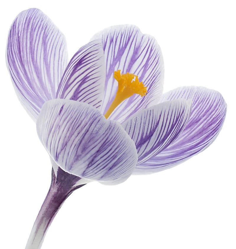 Safran image stock. Image du trois, pétale, découpage - 28397169