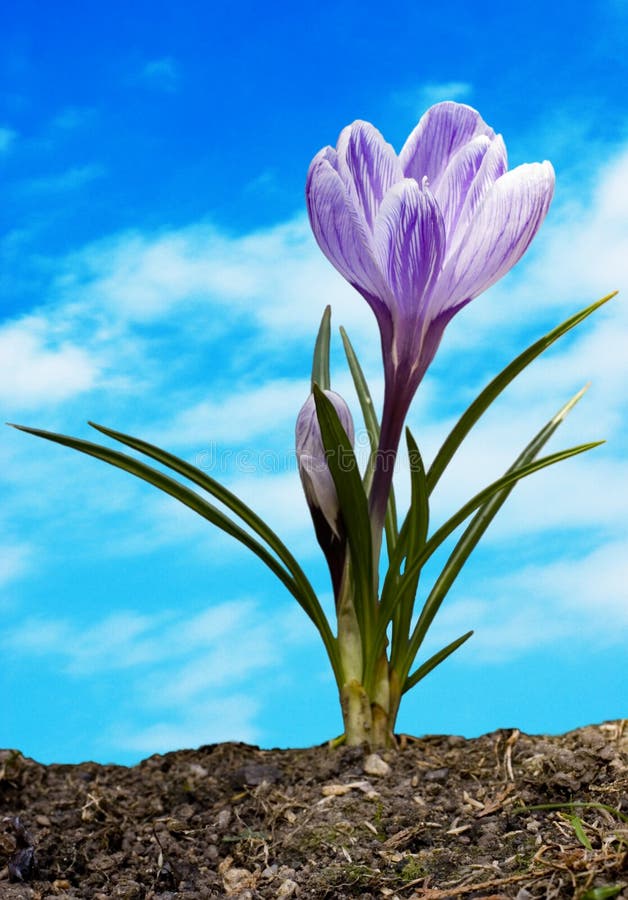 Safran photo stock. Image du home, passe, flore, bouquet - 24076636