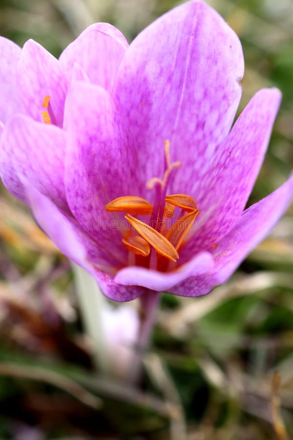 Krokus-Safran-Blume stockbild. Bild von makro, wiese - 66714723