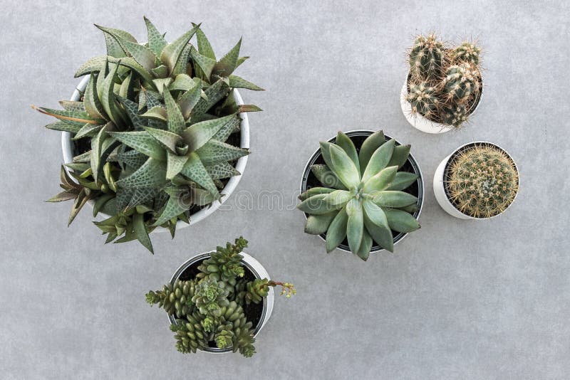 Saftige Anlagen Im Topf Auf Boden Stockbild - Bild von ansicht ...