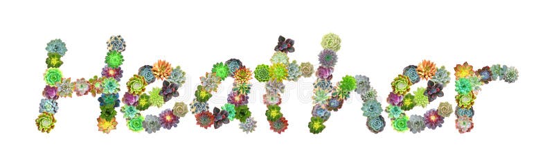 Saftige Namen-Heide stock abbildung. Illustration von blüte - 85444766