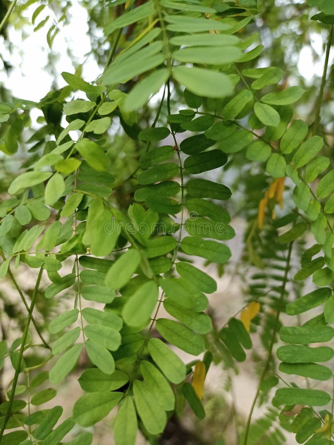 Saga Leaves Vines in the Trees Stock Image - Image of shrub, evergreen ...