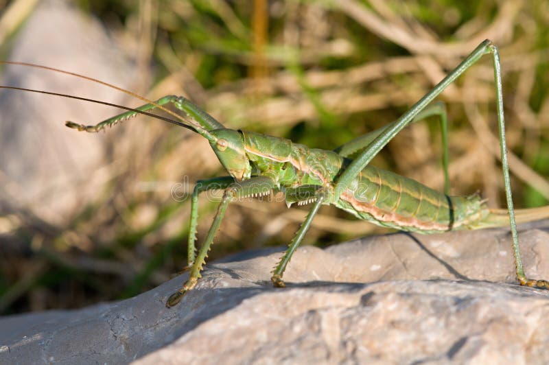 Saga pedo stock photo. Image of pedo, style, saga, invertebrates - 15873198