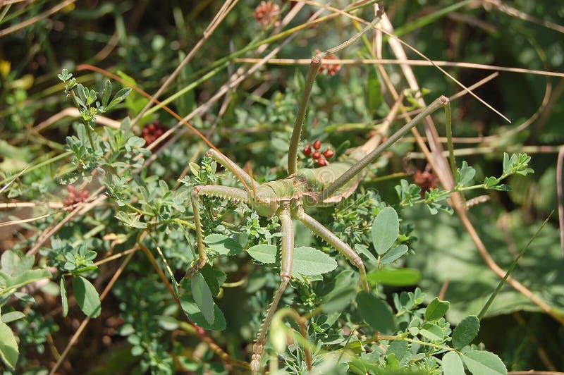 Saga pedo stock image. Image of grasshopper, insect, nature - 39925079