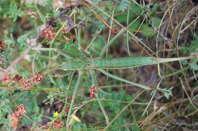 Saga pedo stock photo. Image of animals, close, detail - 36655282