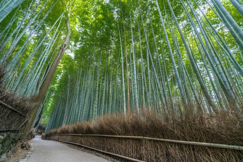 Sagano-Arashiyama Bamboo Forest, Kyoto, Japan Stock Photo - Image of ... Sagano-Arashiyama Bamboo Forest, Kyoto, Japan Stock Photo - Image of ...