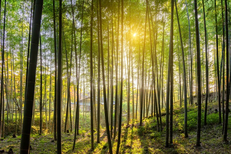 Sagano Bamboo Forest in Arashiyama, Kyoto, Japan Stock Illustration - Illustration of arashiyama ...