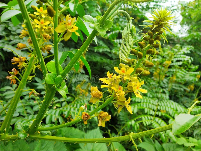Sagar goti flower stock photo. Image of knofs, flower - 193115328