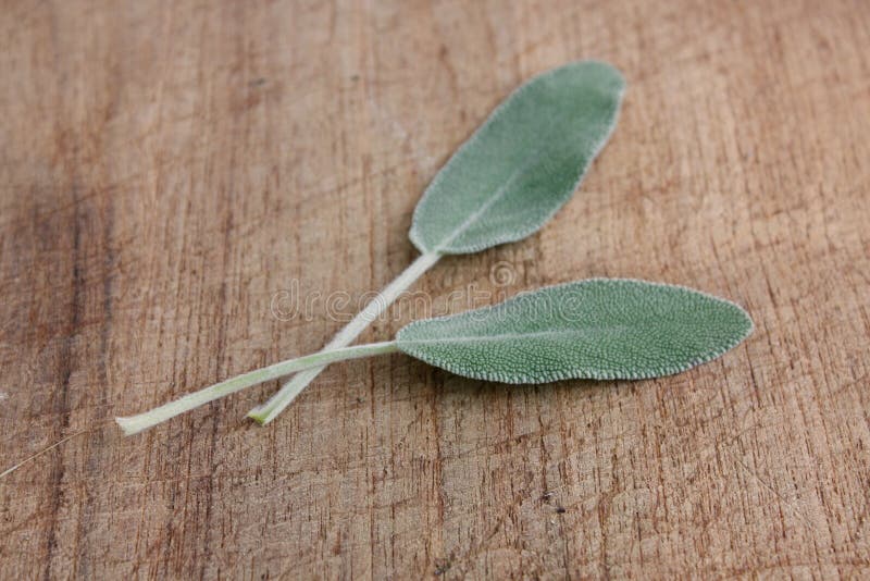 Sage stock image. Image of natural, houseplant, healthy - 11948047