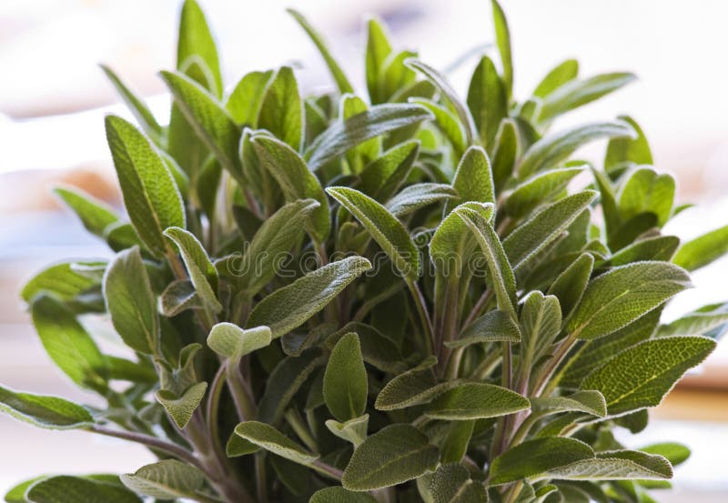 Sage stock photo. Image of drink, green, medicine, seasoning - 17173942