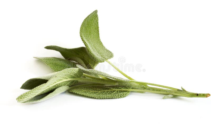 Fresh sage leaves stock image. Image of herb, aromatherapy - 26346479