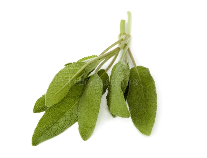 Sage bunch stock image. Image of health, natural, cuisine - 9791485
