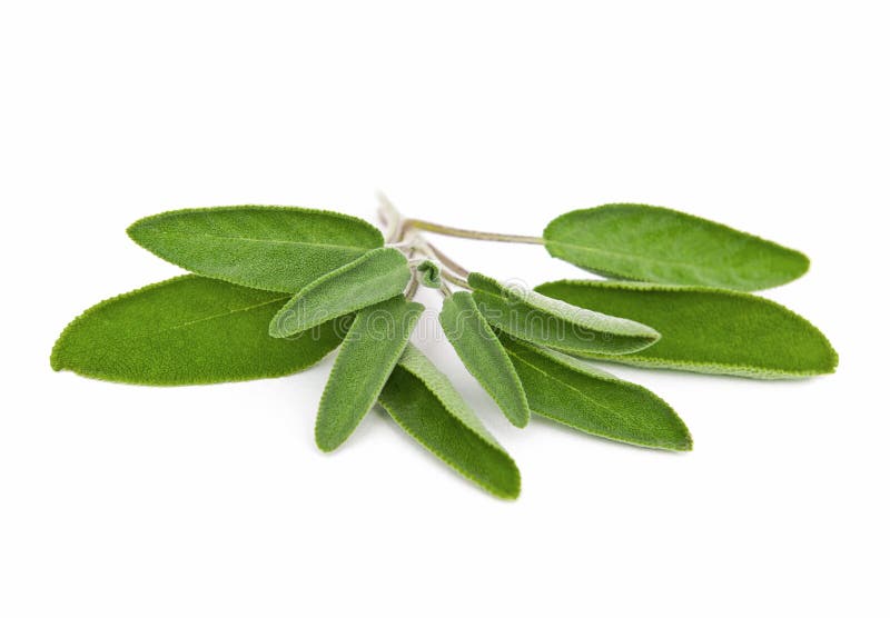 Sage bunch stock image. Image of health, natural, cuisine - 9791485